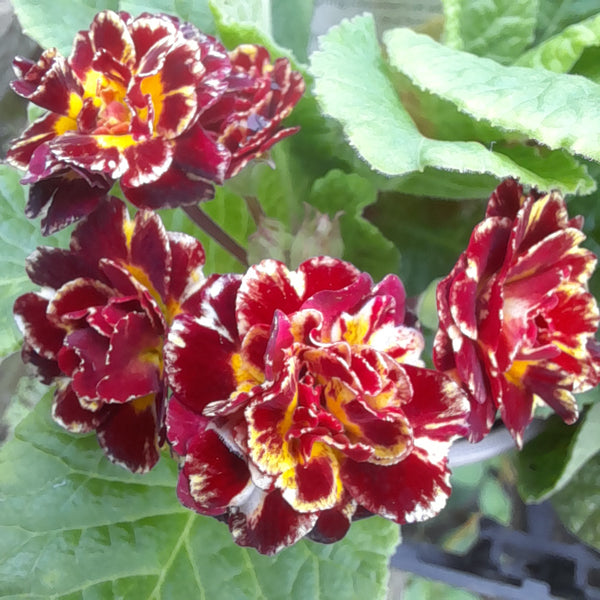 Primula Belarina™ 'Sunrise Ruby' – Treseders Nursery