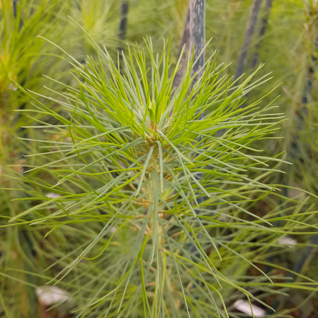 Pinus patula – Treseders Nursery