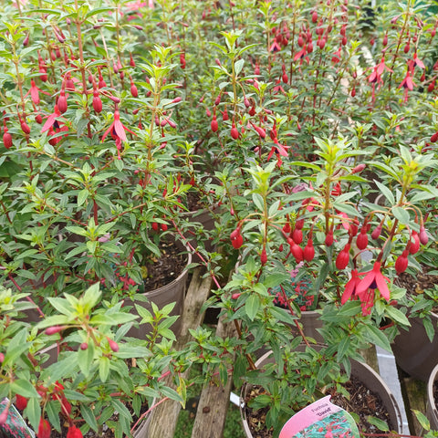 Shrubs – Treseder Plants